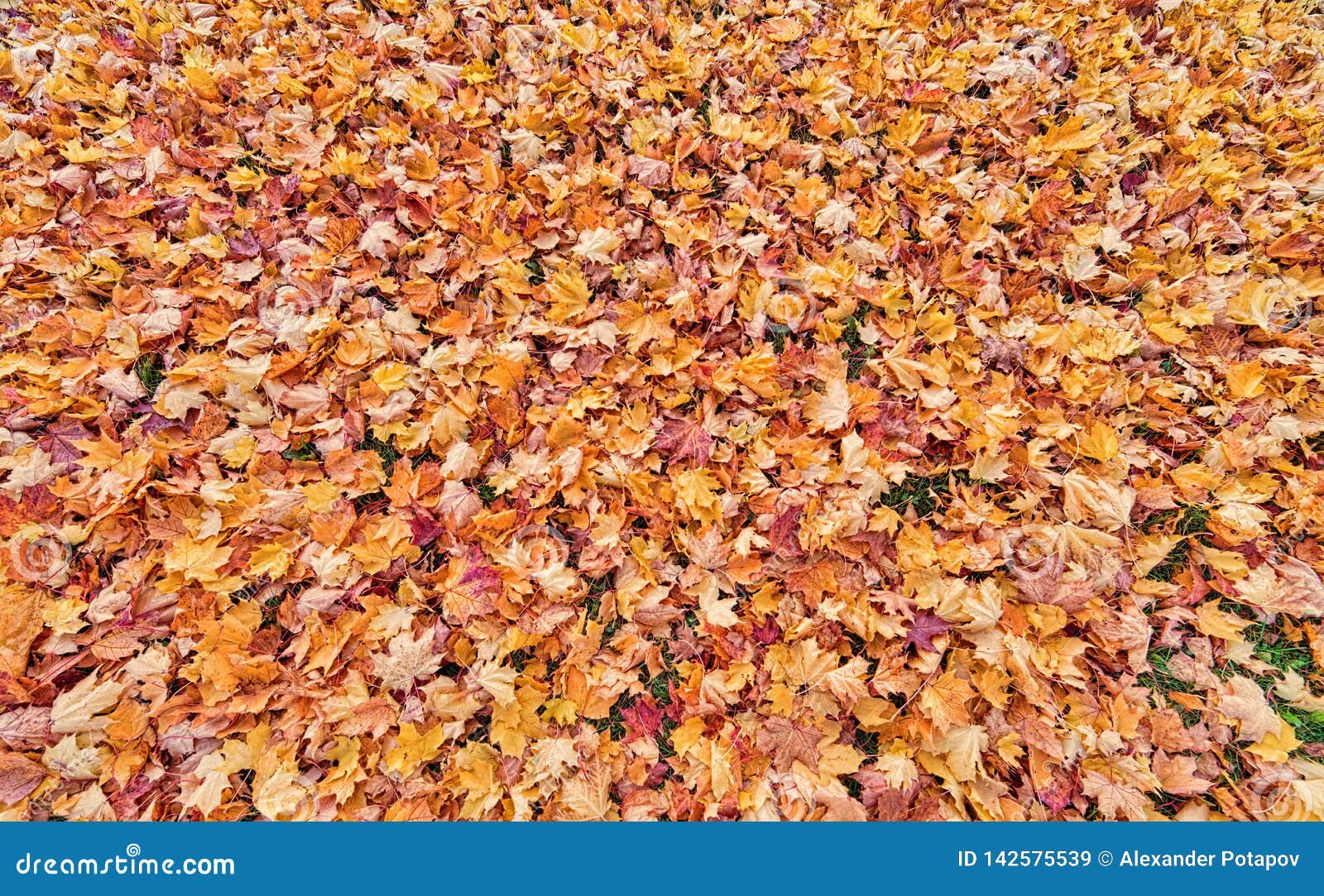Many Bright Fall Leaves Background Stock Image - Image of group, plant ...