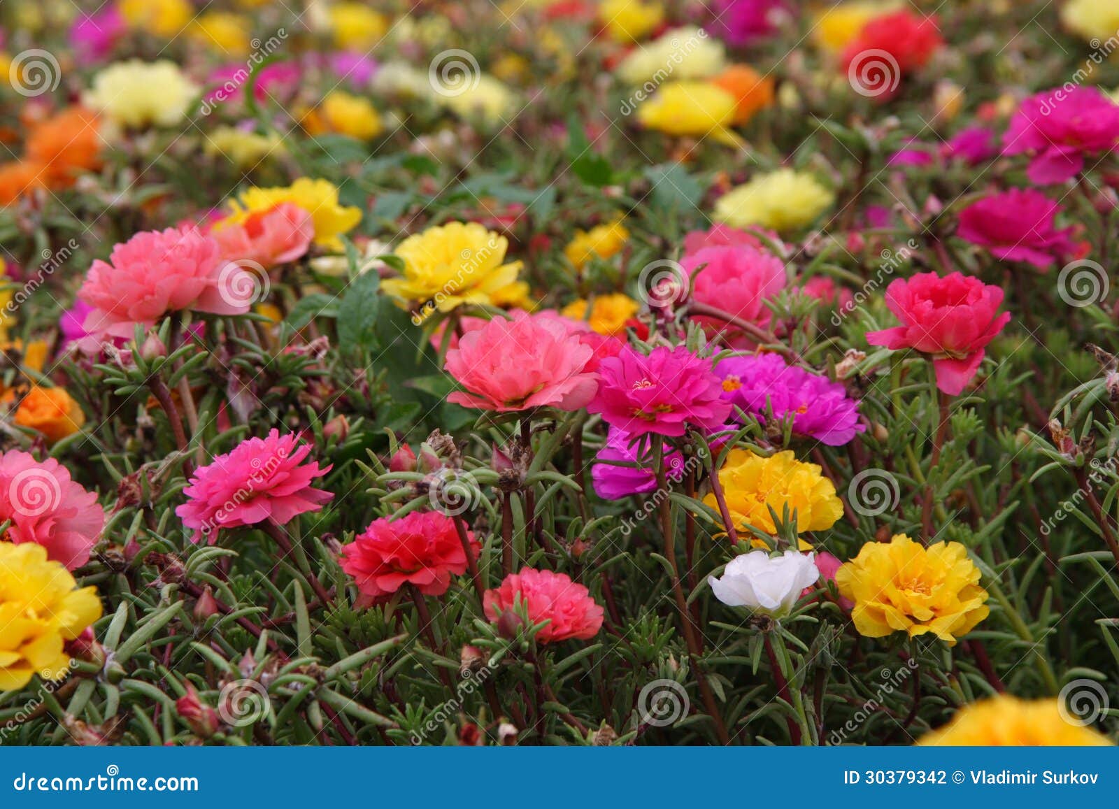 Many bright flowers stock photo. Image of design, colorful - 30379342