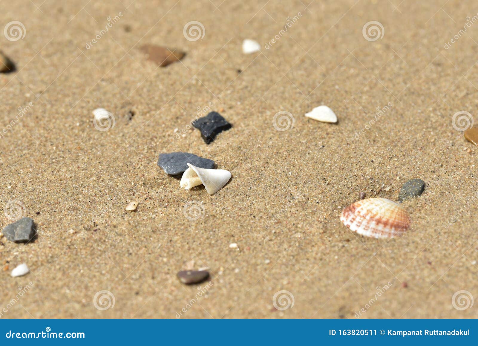Many Broken Shells by the Beach, by the Sea Stock Image - Image of ...