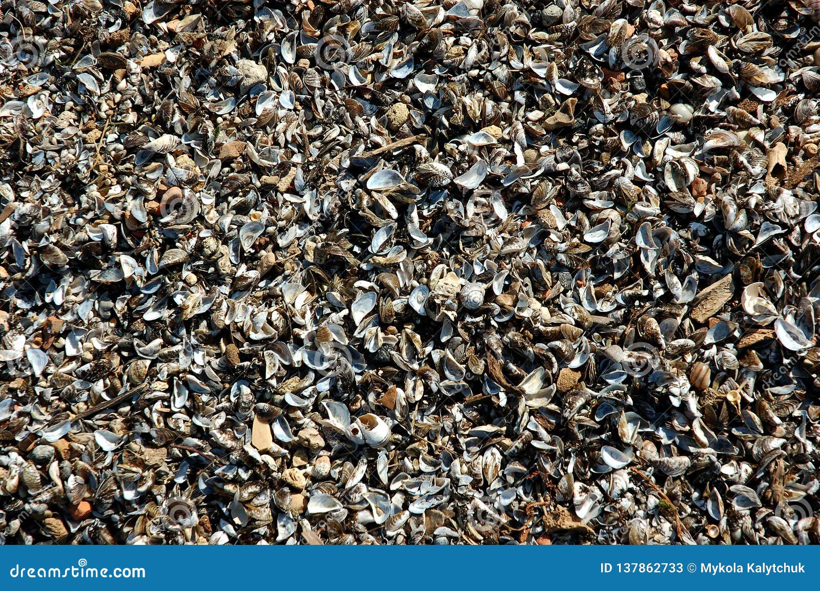Many Broken Shells Pile Up on Beach Sand Stock Image - Image of ...
