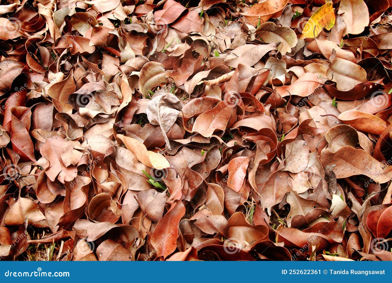 Many Brown Crispy Leaves on Ground for Background Stock Image - Image ...