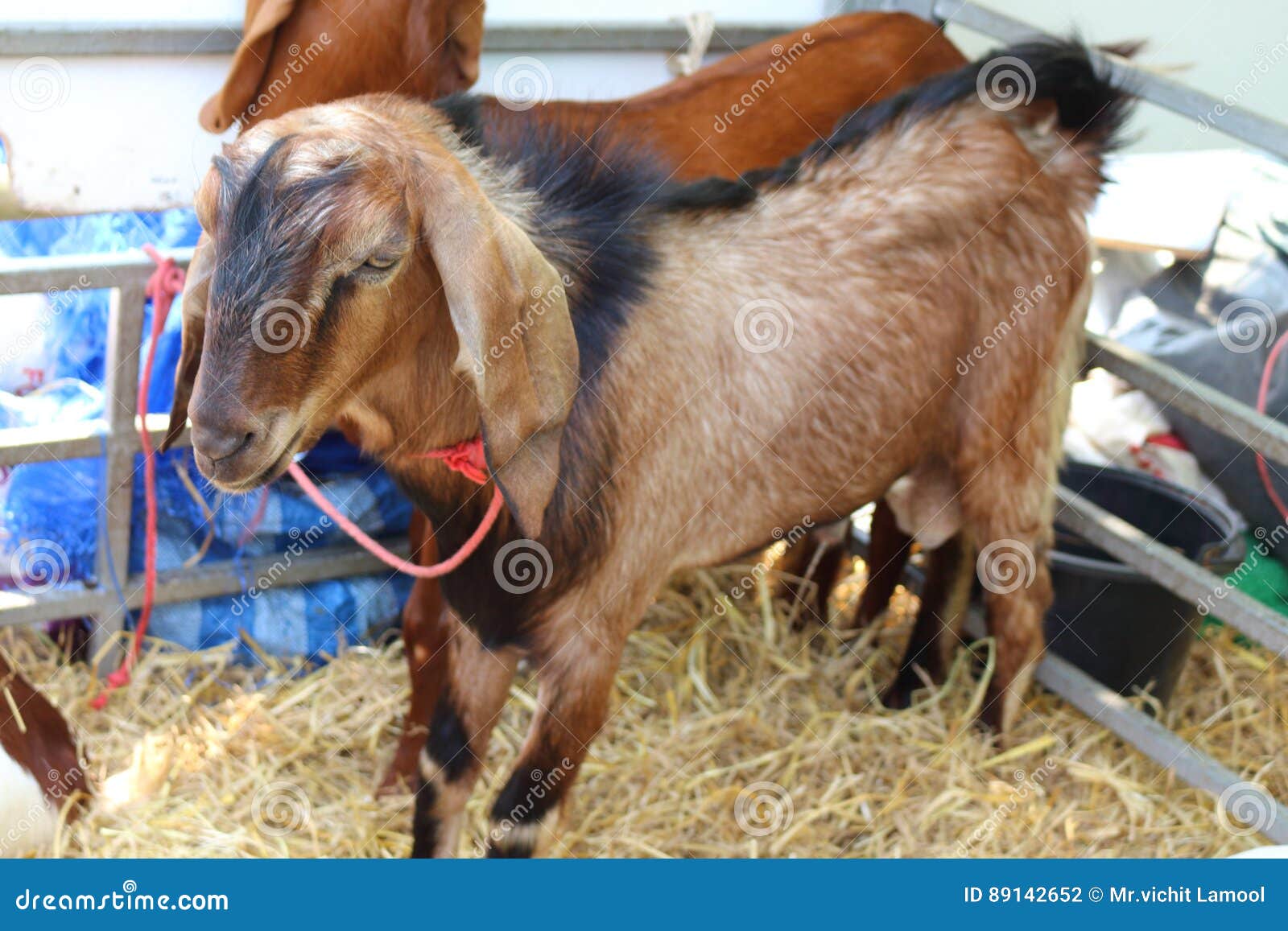 Many Brown Goats are on the Farm. Stock Photo - Image of goat, mammal ...