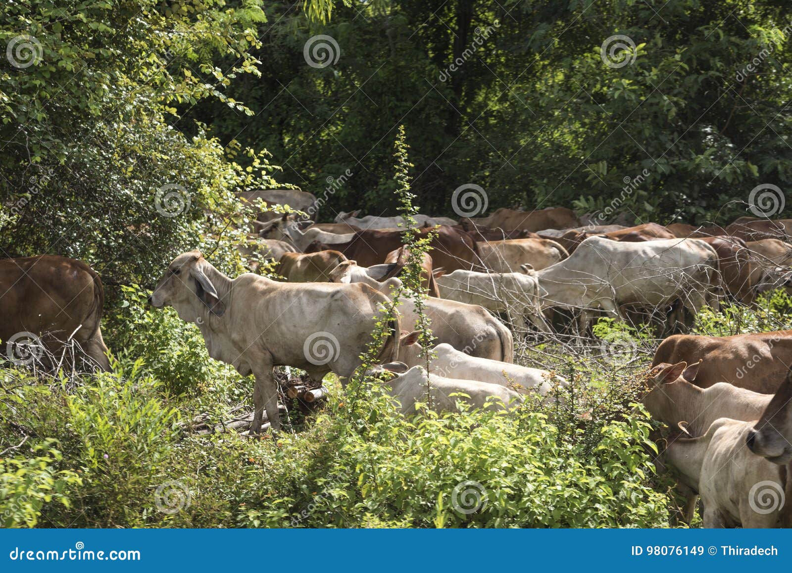 Many buffalo herds stock image. Image of buffalo, life - 98076149