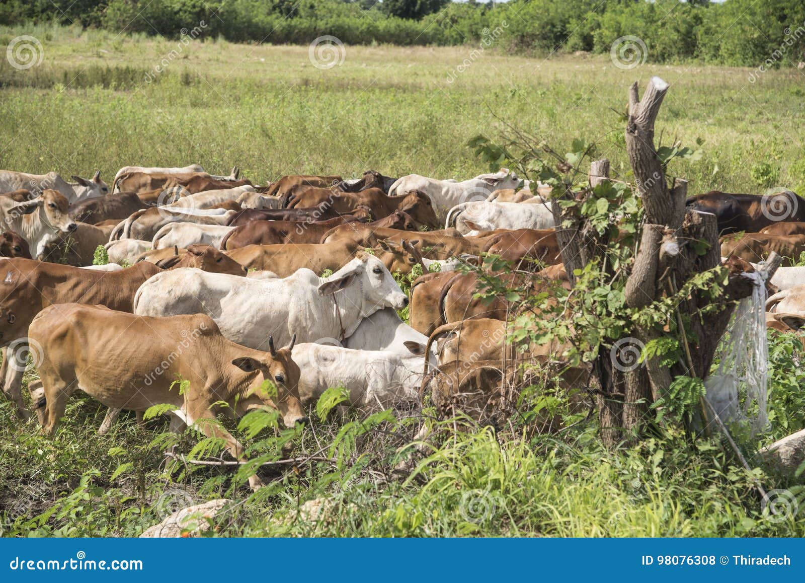Many buffalo herds stock photo. Image of black, tropical - 98076308