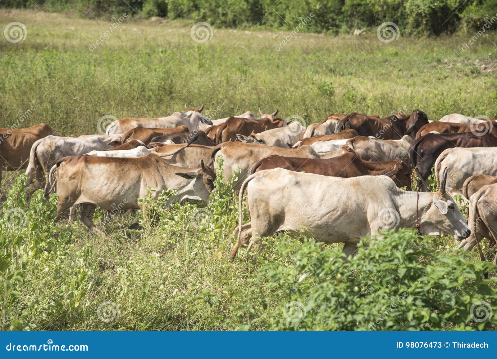 Many buffalo herds stock image. Image of white, nature - 98076473