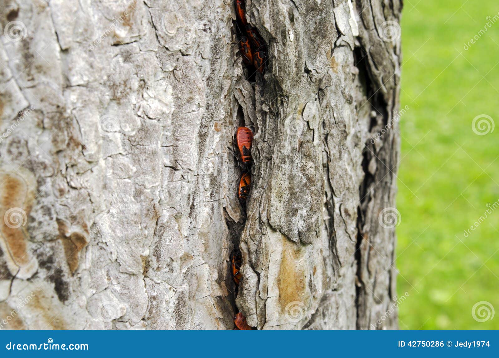 Many bugs on a tree. stock photo. Image of hole, detail - 42750286