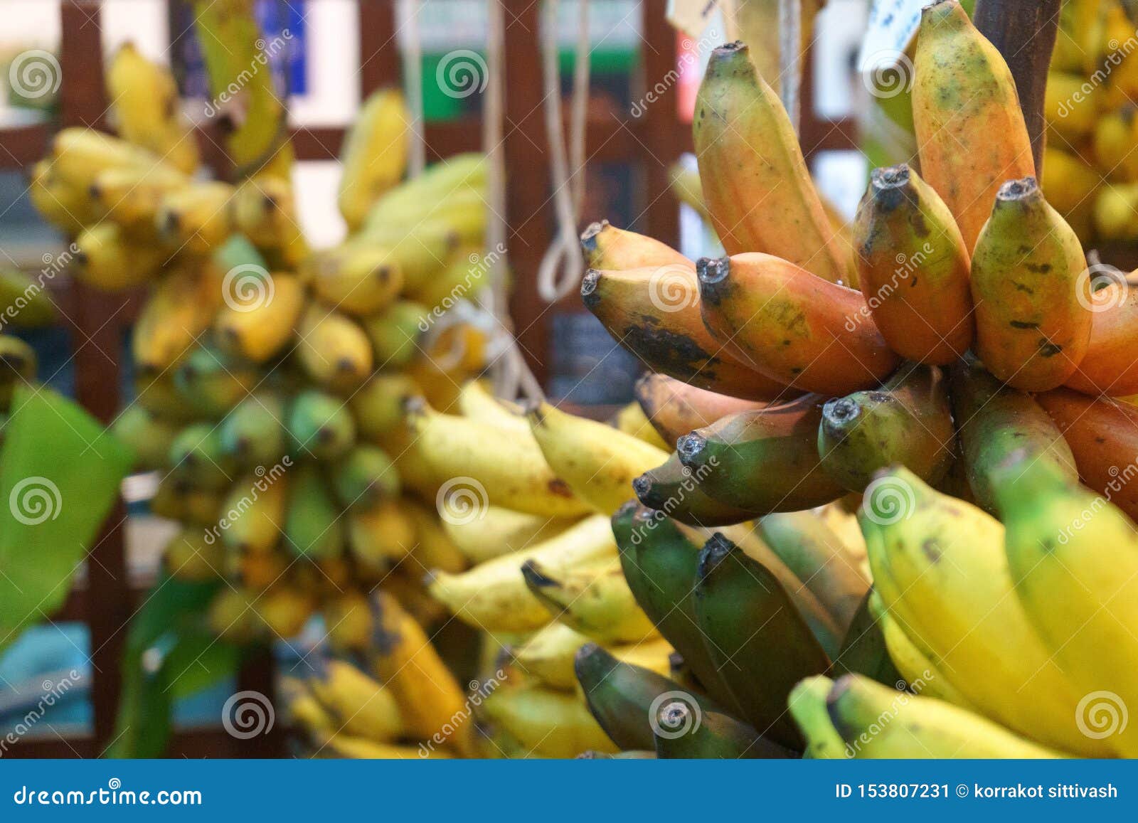 Many Bunch of Growing Ripe Bananas, Musa Acuminata Colla Stock Image ...
