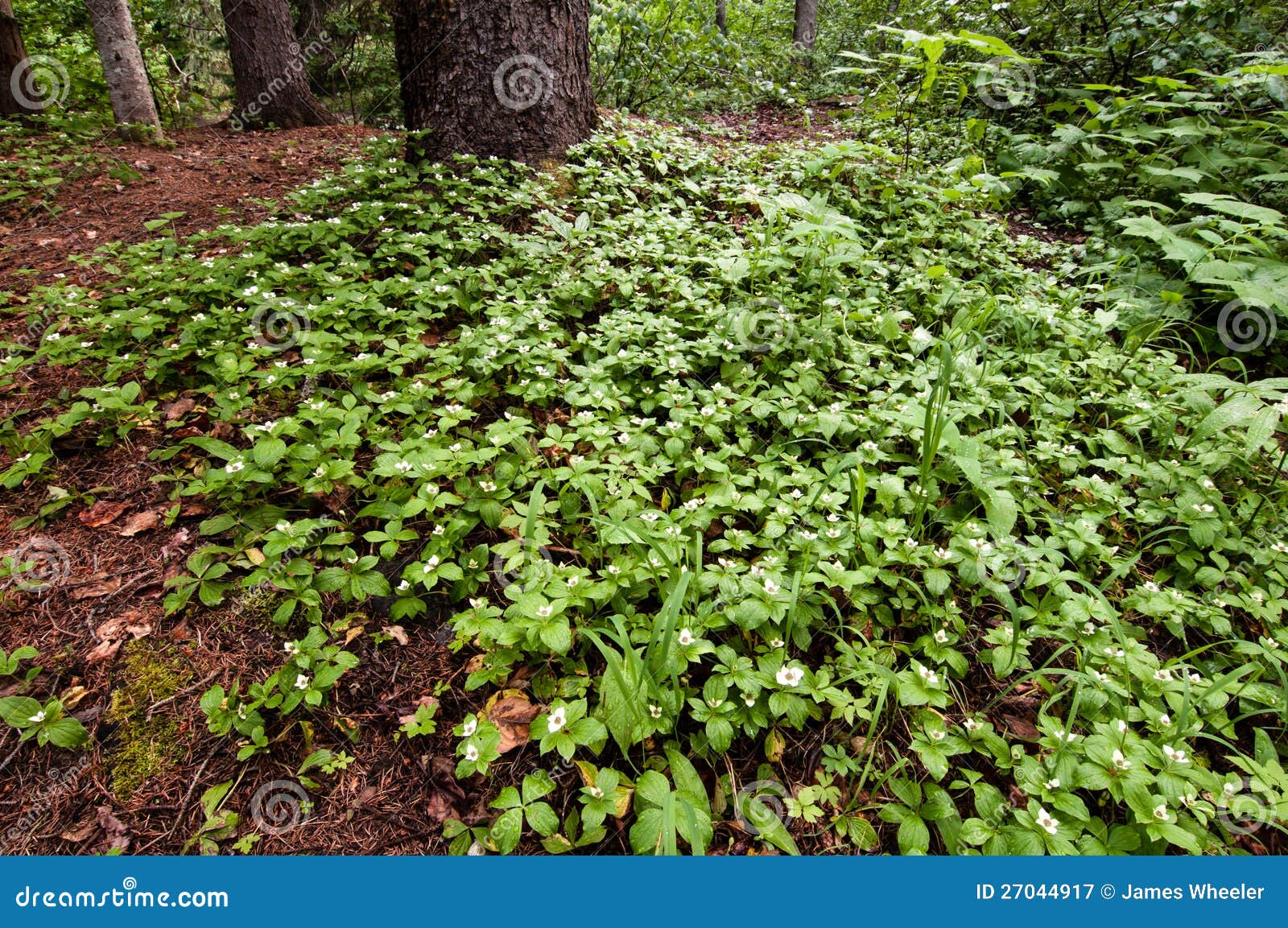 Many Bunchberries (Cornus Canadensis) Stock Image - Image of bunchberry ...