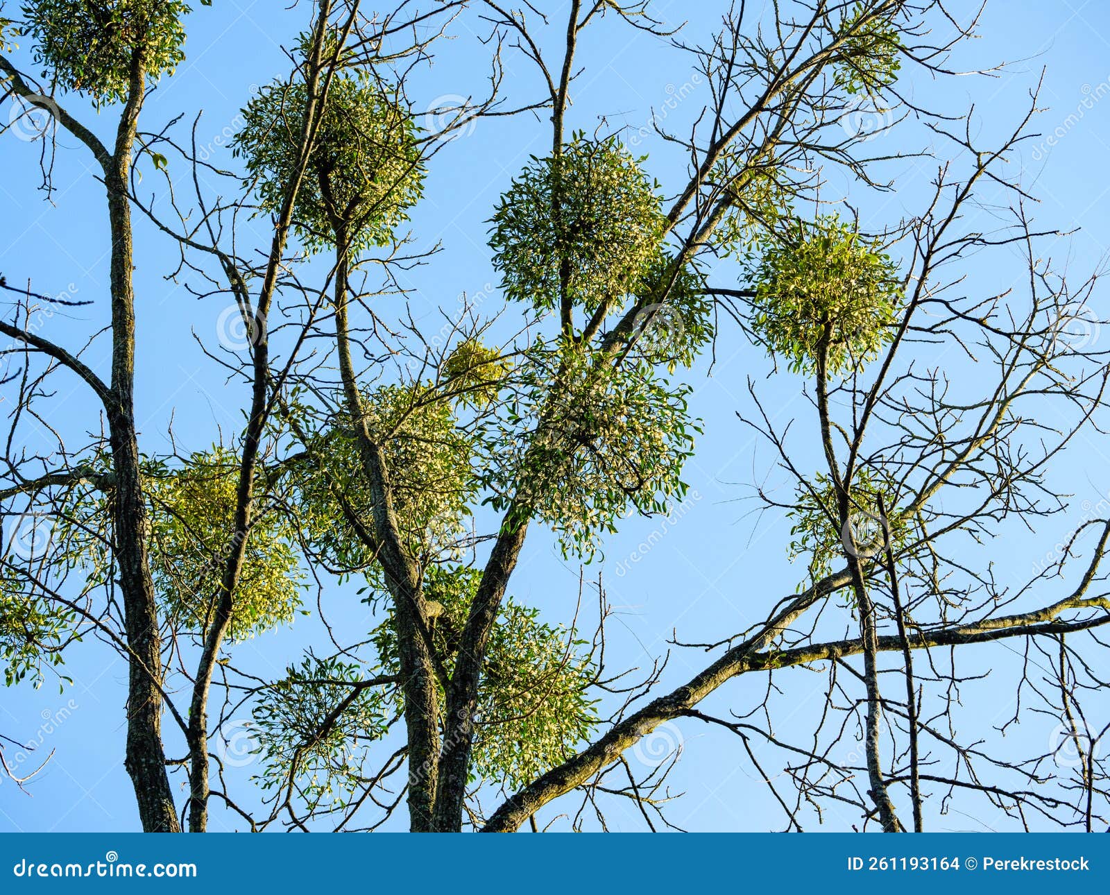 Many Bunches of Mistletoe on Tree Branches Stock Photo - Image of view ...