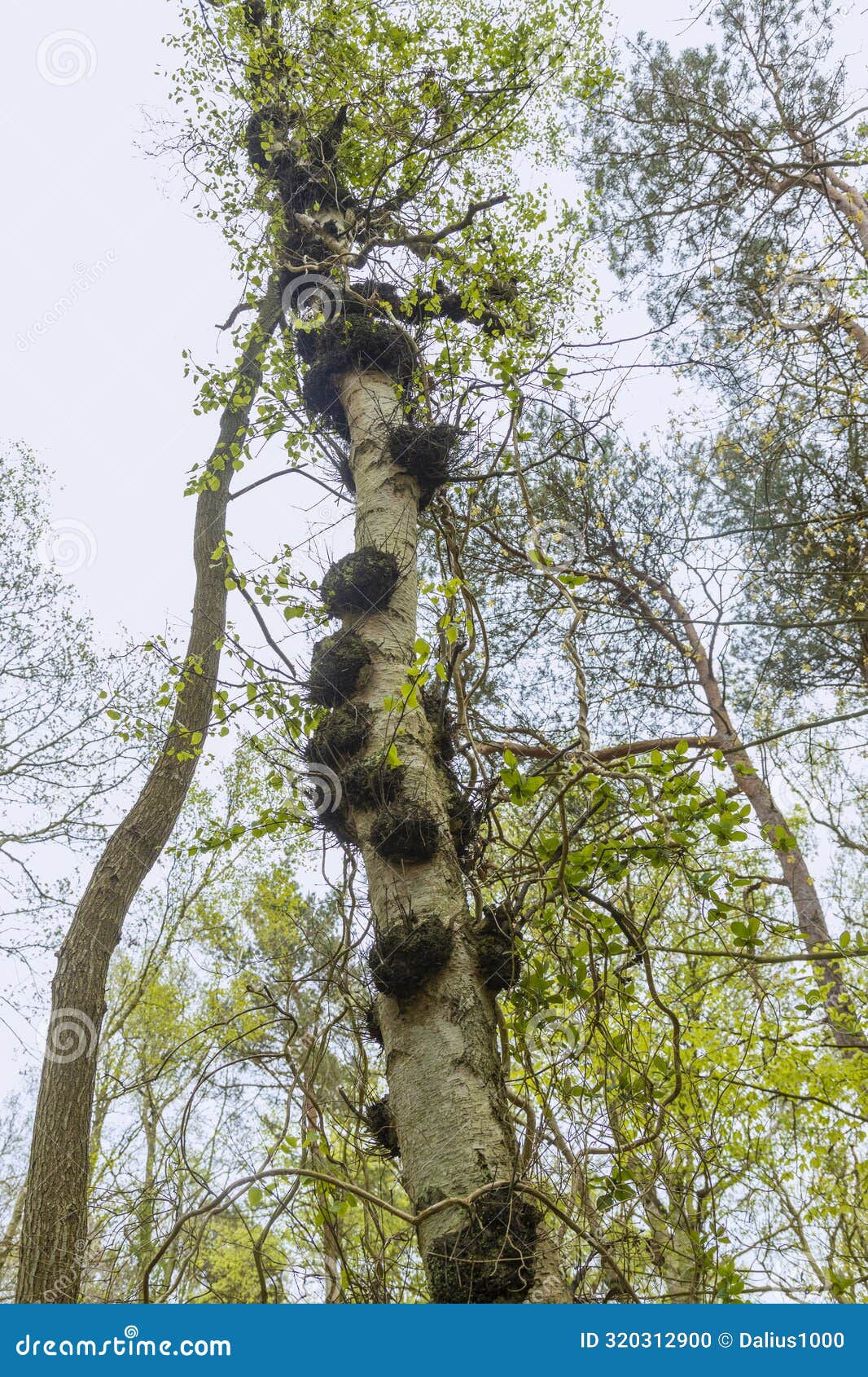 Many Burls on a Tree Trunk - Forest in Bornholm Stock Photo - Image of ...