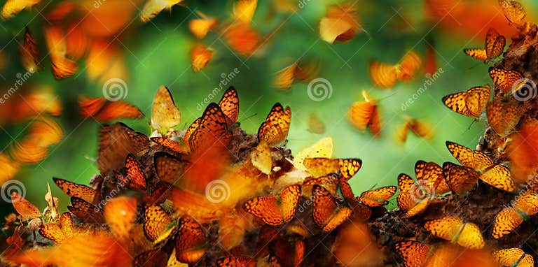 Many butterflies stock image. Image of cloudscape, pasture - 19475483
