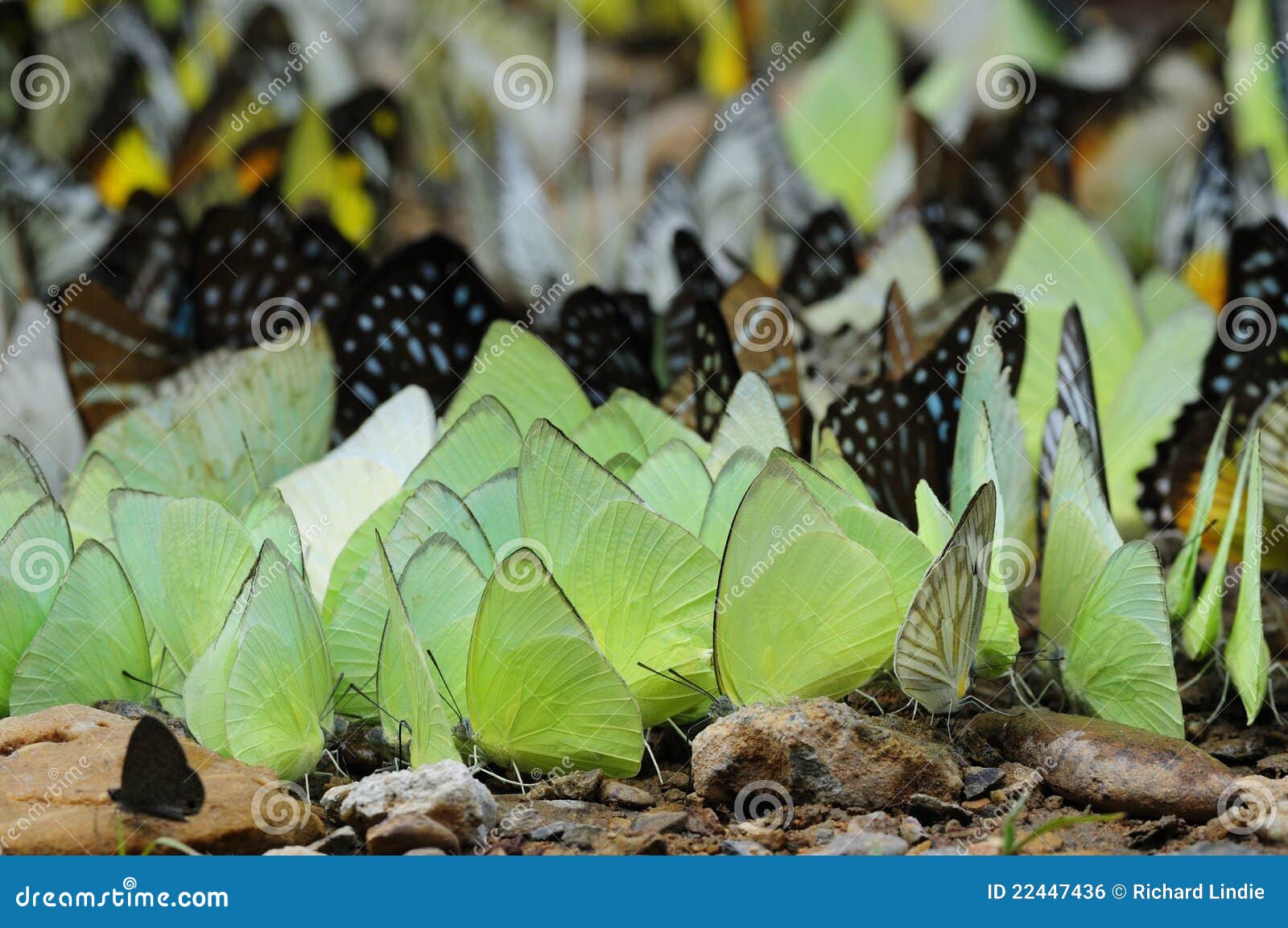 Many Butterflies stock photo. Image of group, insect - 22447436