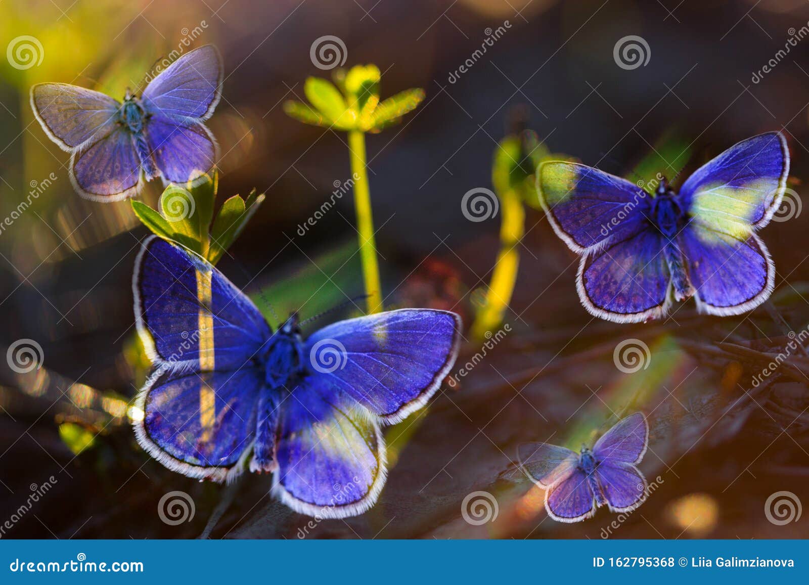 Many butterflies on plant stock photo. Image of bloom - 162795368