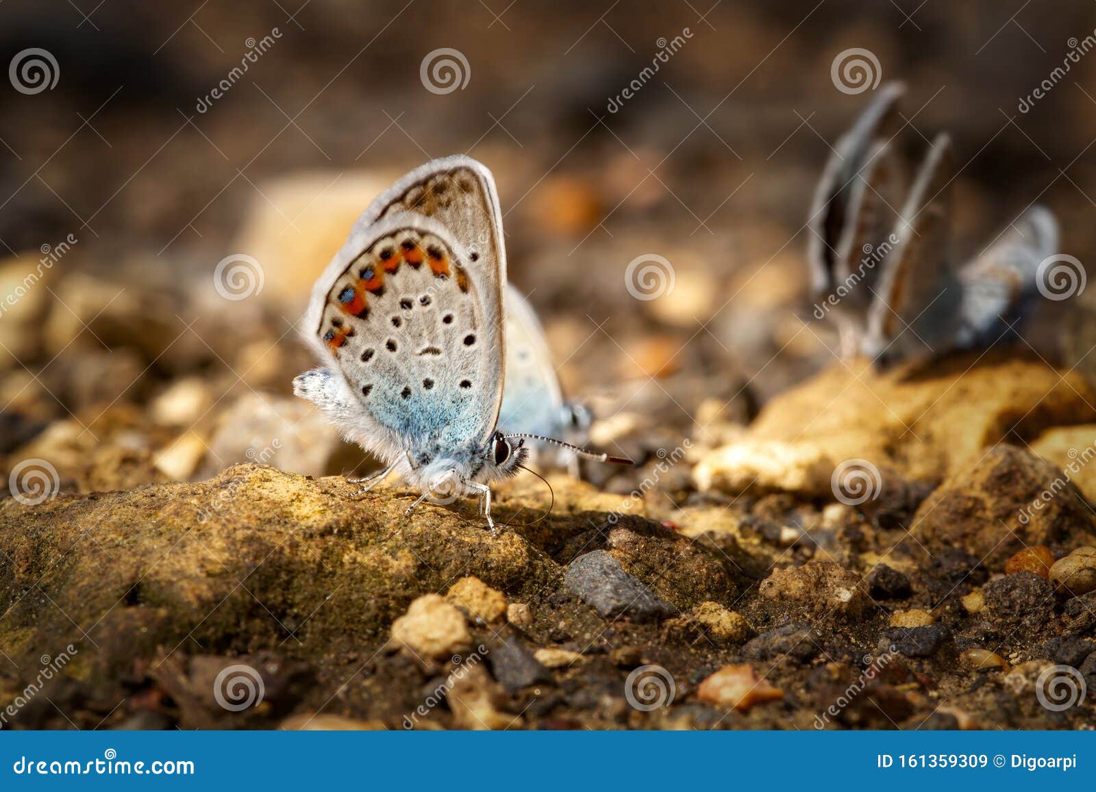 Many Butterflies Resting Together Stock Image - Image of elegance ...