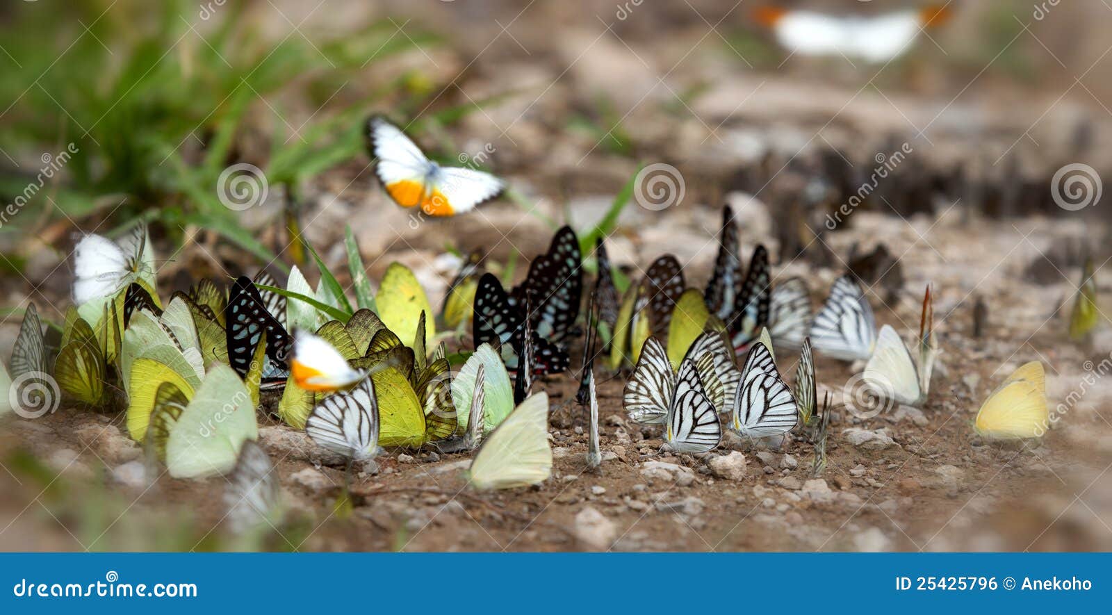 Many Butterfly on the Flow in the Wild Stock Photo - Image of detail ...