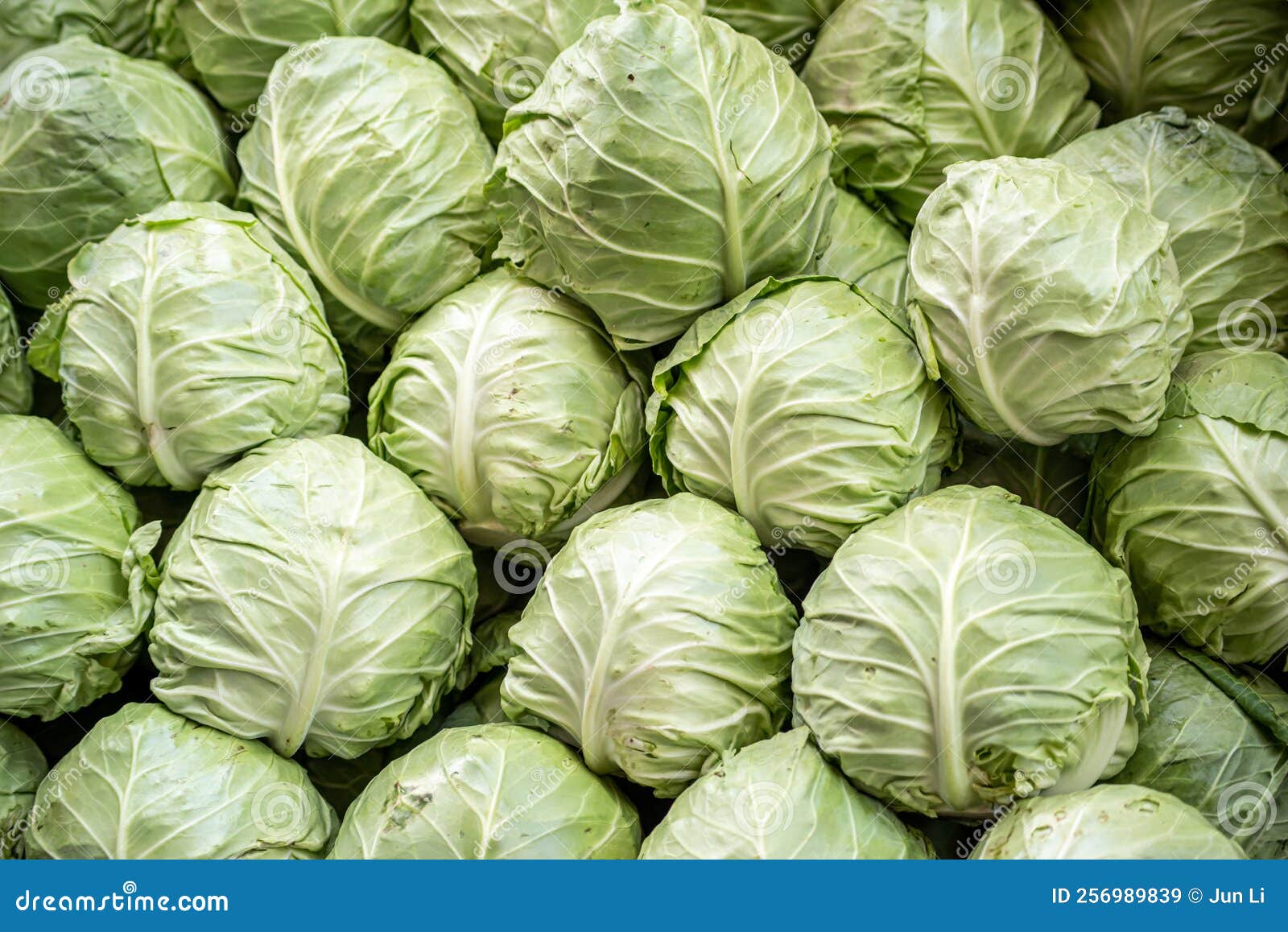 Many Cabbage,Fresh Cabbage in the Market Stock Image - Image of ...