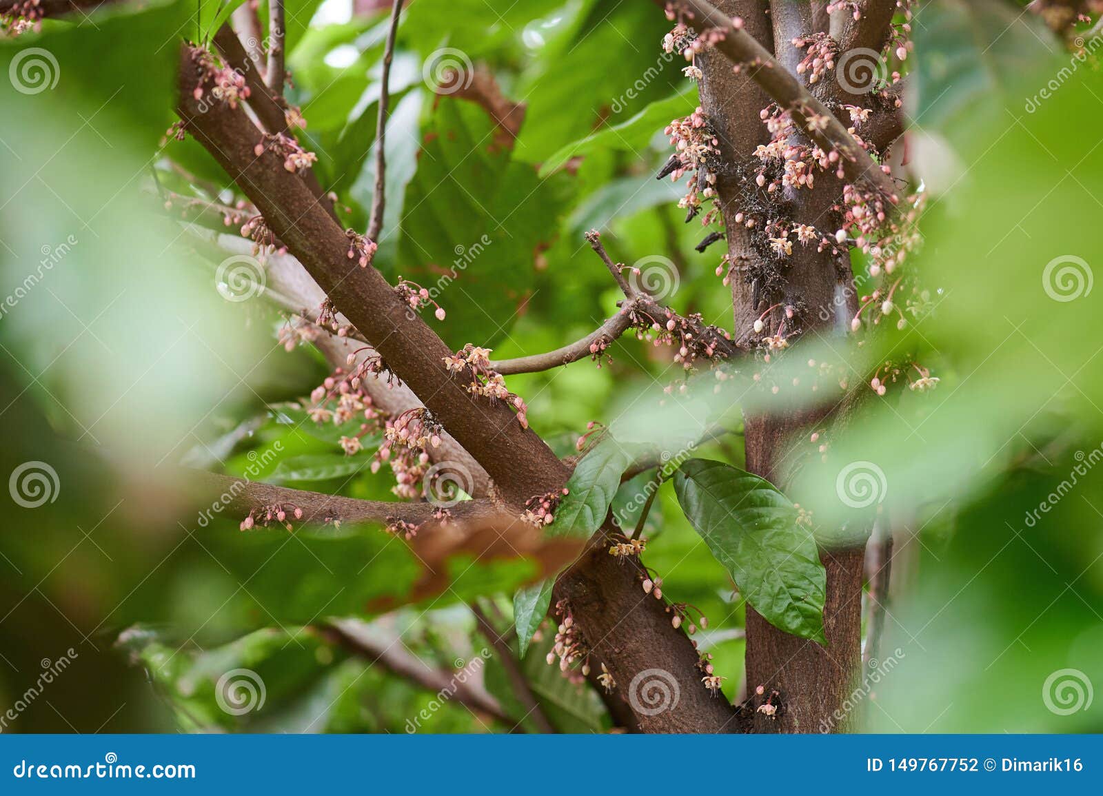 Many cacao flowers stock photo. Image of agriculture - 149767752