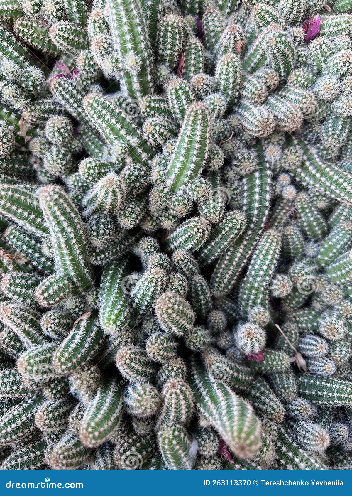 Many cacti stock photo. Image of spine, garden, botanical - 263113370