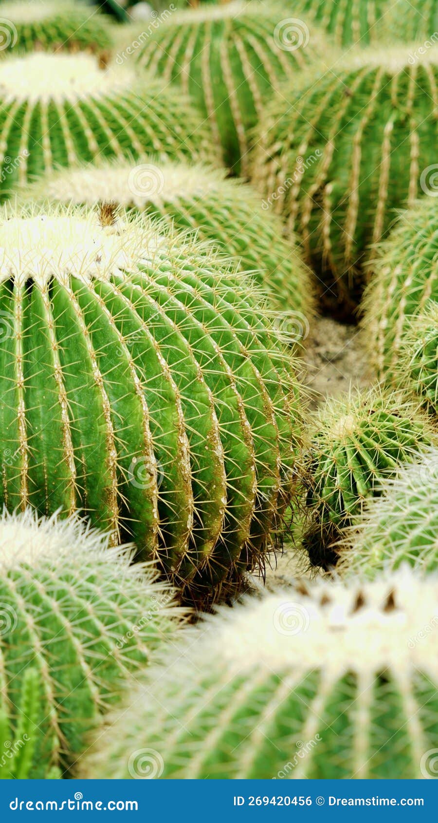 Cactus Ball Plants Stock Photo | CartoonDealer.com #109847808