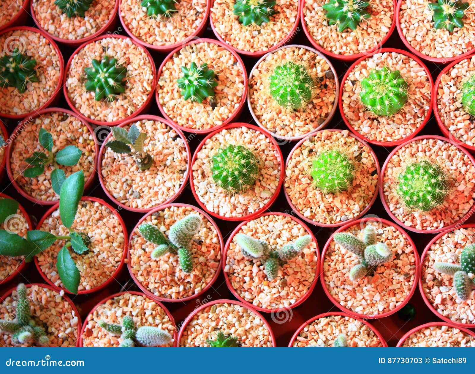 Many cactus stock image. Image of houseplant, little - 87730703