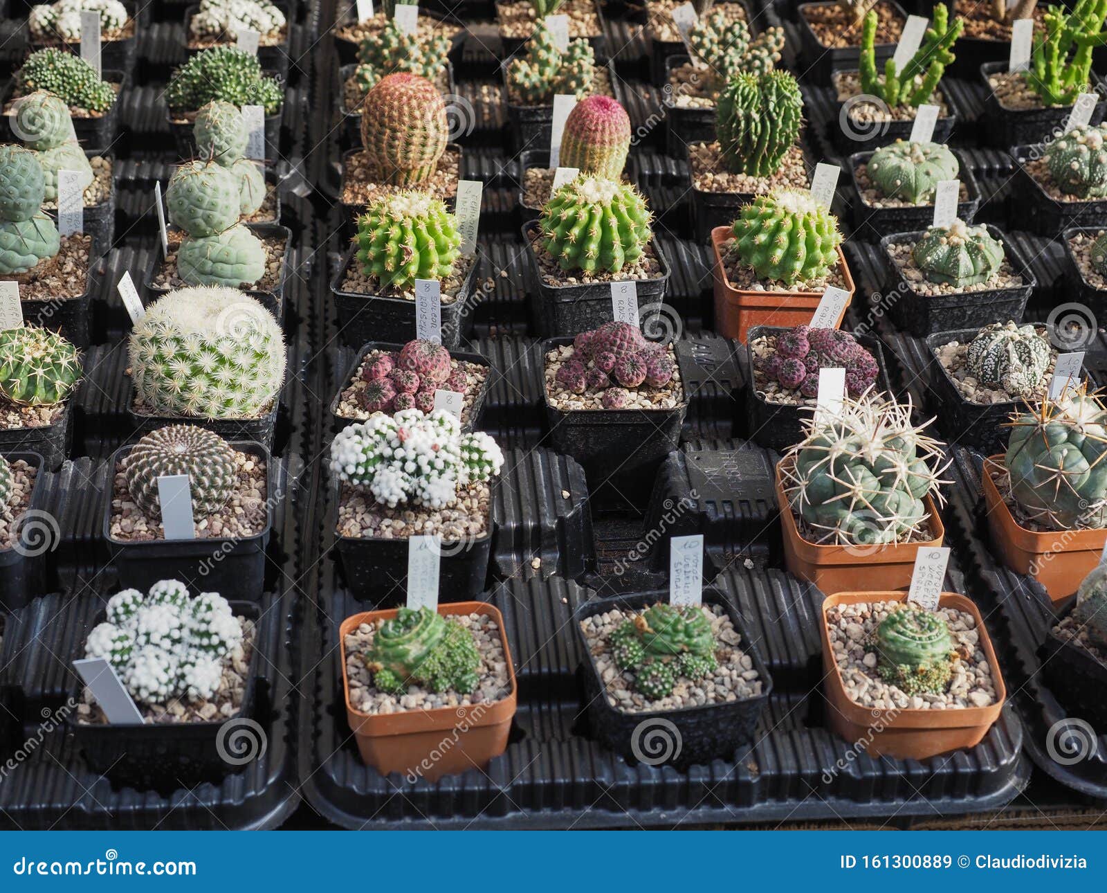 Many cactus plants stock image. Image of nature, natural - 161300889