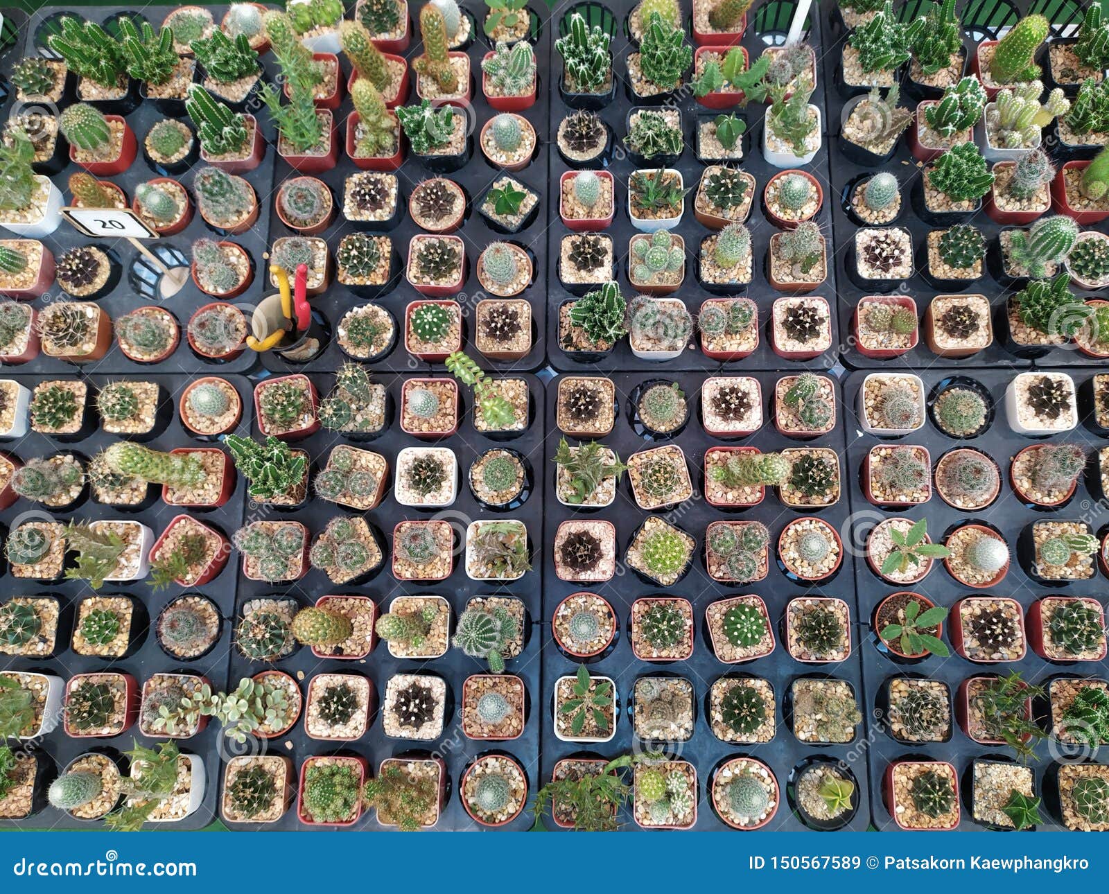 Many cactus trees stock image. Image of plant, green - 150567589