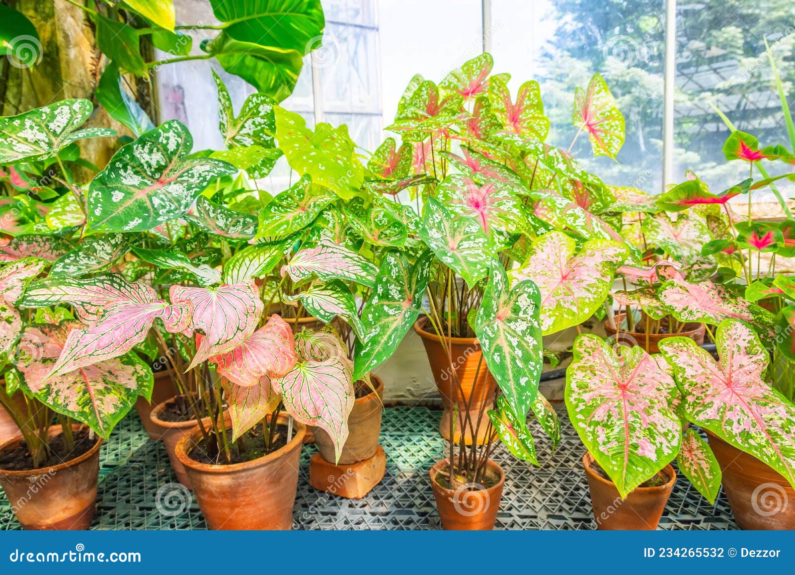 Many Caladiums in Clay Pots in a Greenhouse on a Windowsill Stock Photo ...