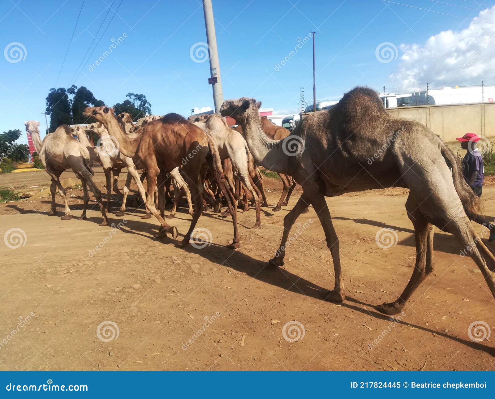 Many Camels in the Middle of the Town. Editorial Image - Image of ...