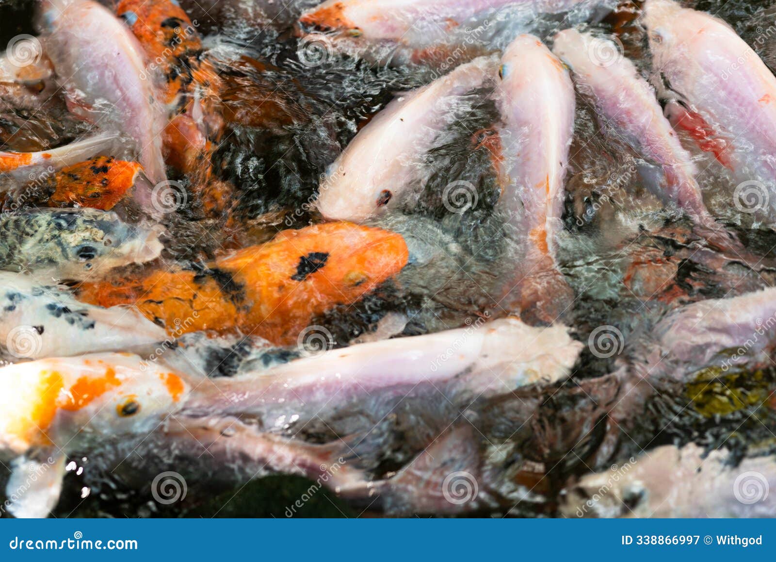 Many carp fish stock image. Image of outdoor, meal, people - 338866997