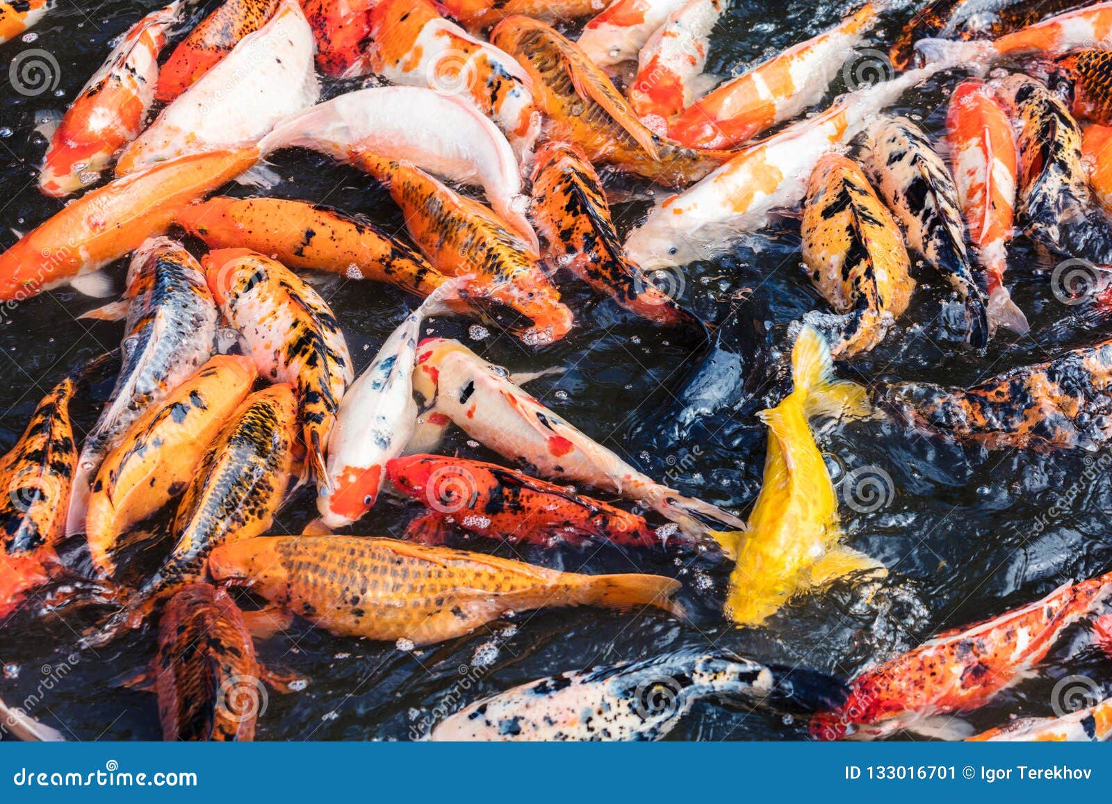 Many carp in pool stock image. Image of culture, group - 133016701