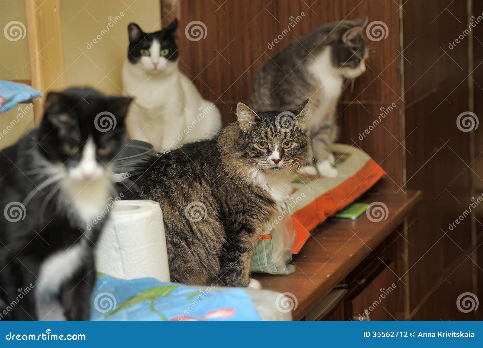 Many cats stock photo. Image of black, coon, copper, animal - 35562712