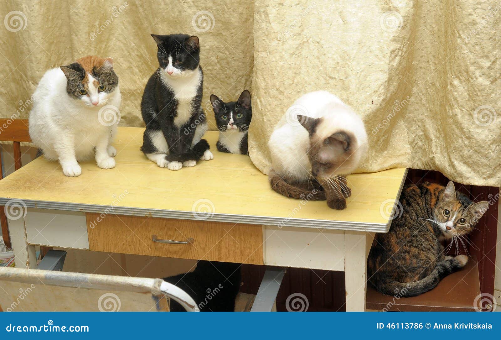 Many cats stock photo. Image of eyes, animal, breed, domestic - 46113786