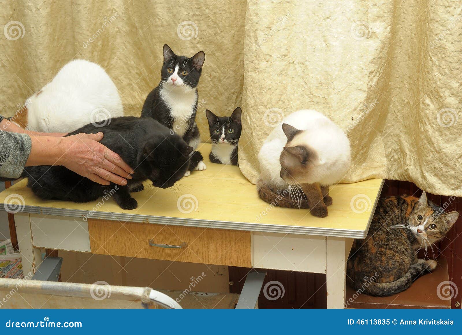Many cats stock image. Image of kitten, charming, curious - 46113835