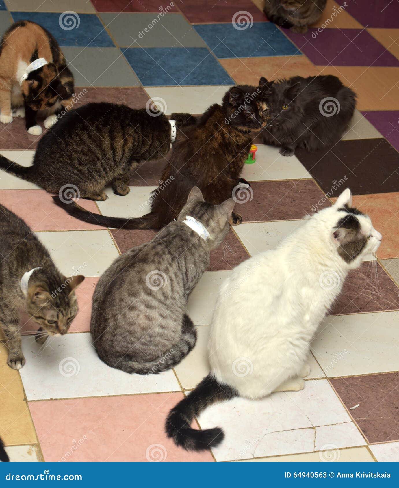 Many cats stock image. Image of coon, cute, feline, furry - 64940563