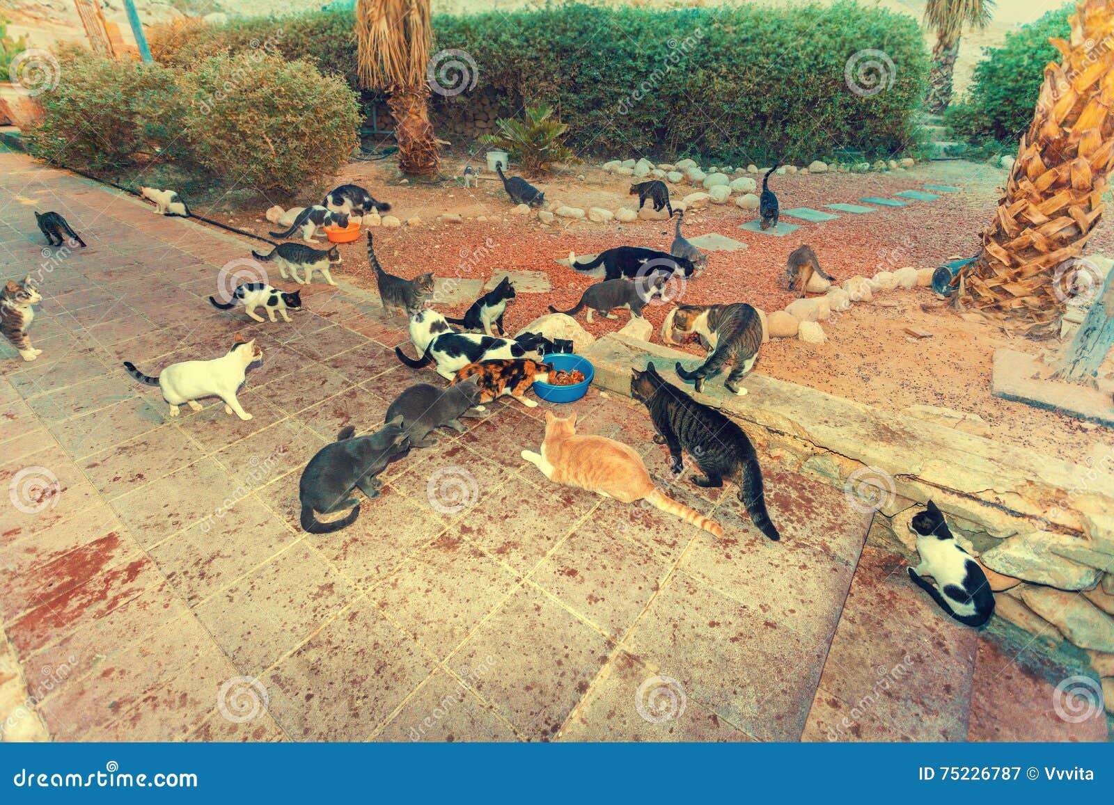 Many cats in the park stock image. Image of short, nature - 75226787
