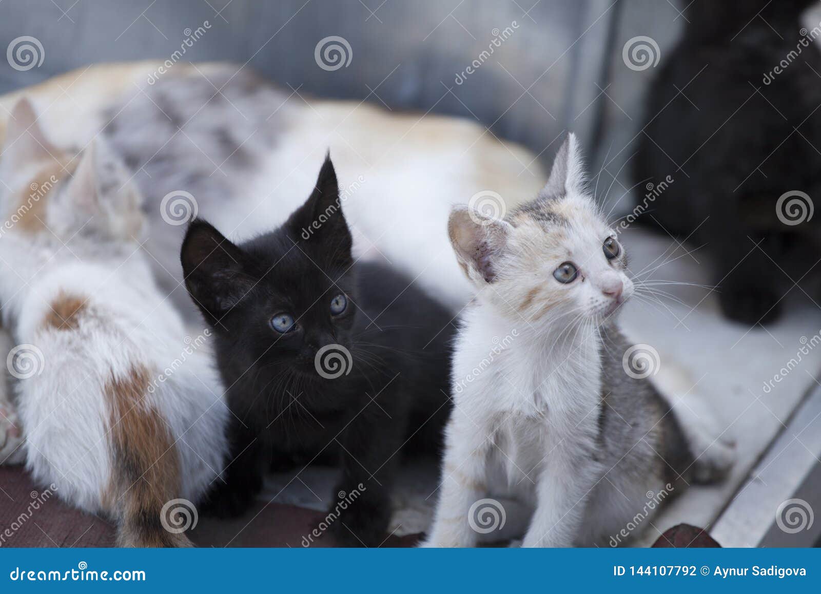 Many Cats sitting in a row stock photo. Image of holiday - 144107792