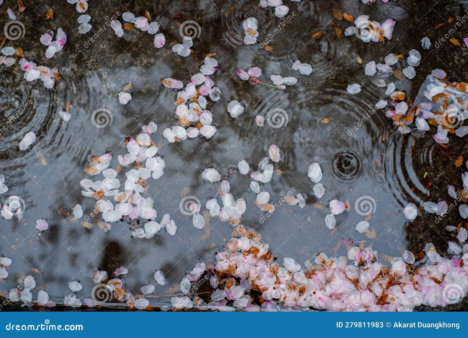 Many Cherry Blossom Petals Floating on the Surface of the Water Stock ...