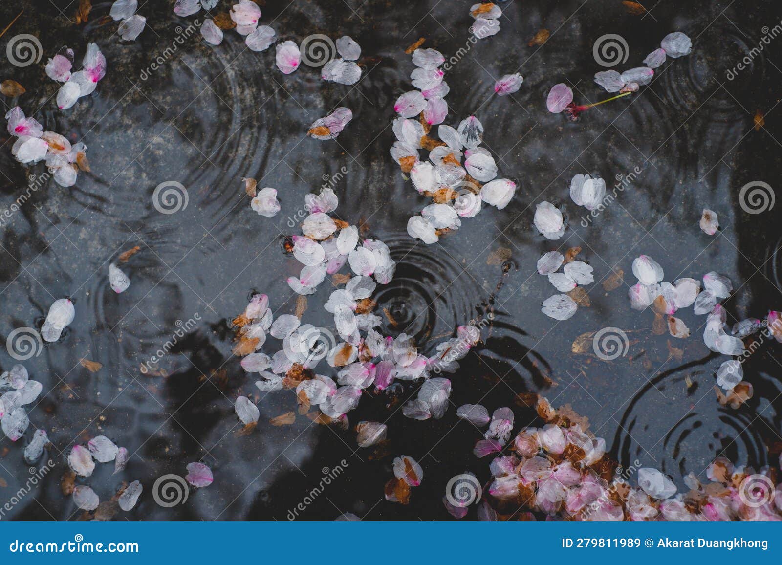 Many Cherry Blossom Petals Floating on the Surface of the Water Stock ...