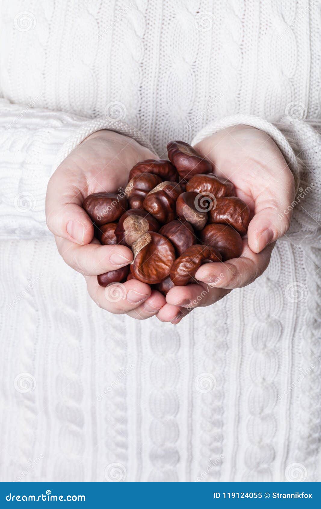 Many Chestnuts in Human Hands Stock Image - Image of edible, nutrition ...