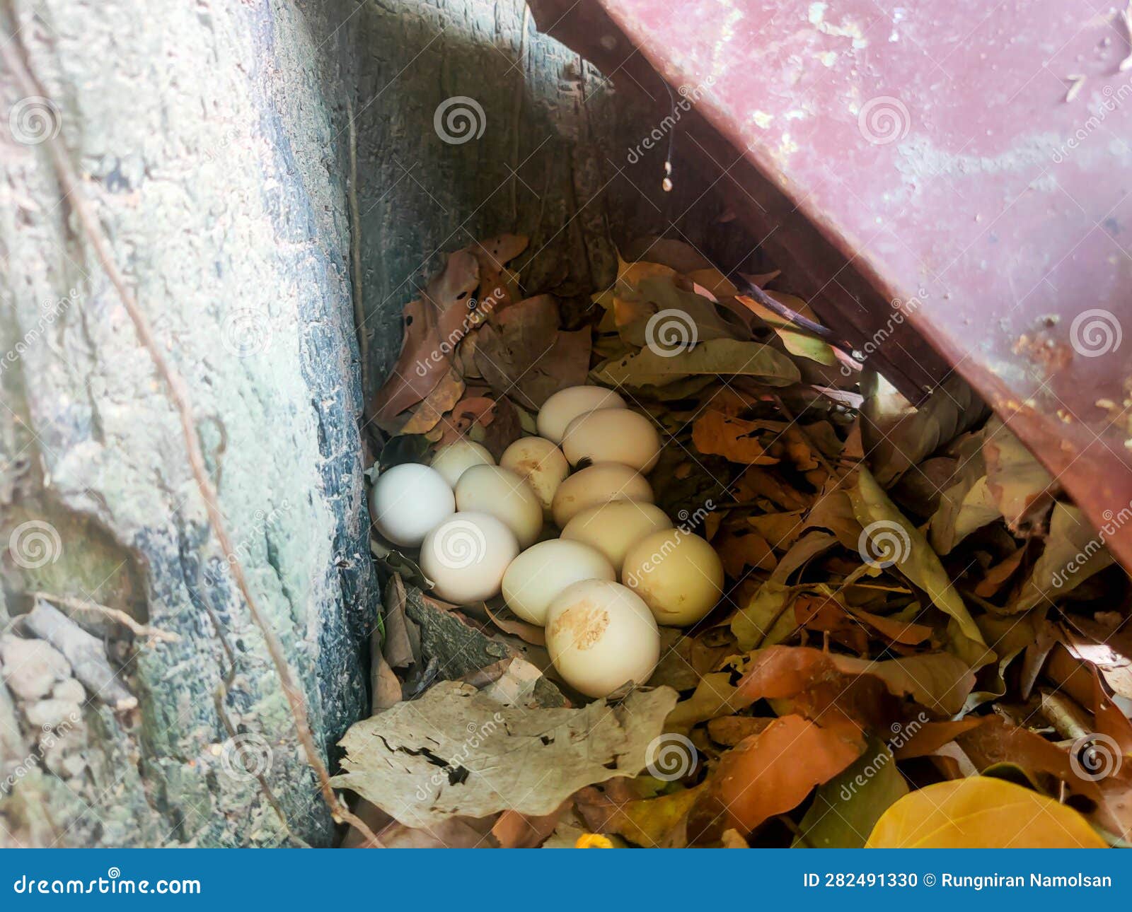 Many Chicken Eggs Hidden Under the Roots of Trees Stock Photo - Image ...