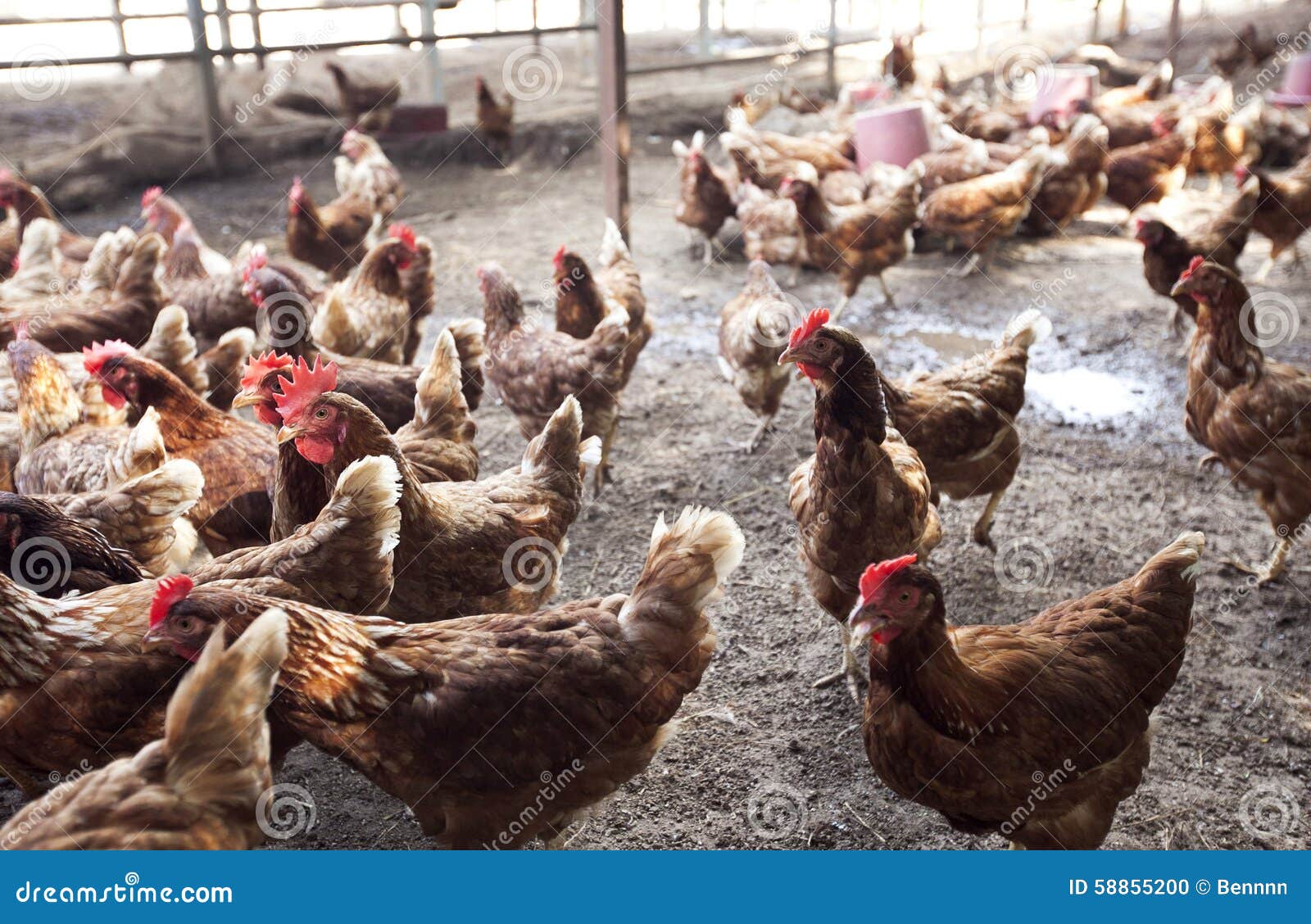 Many chicken stock photo. Image of life, domestic, palm - 58855200
