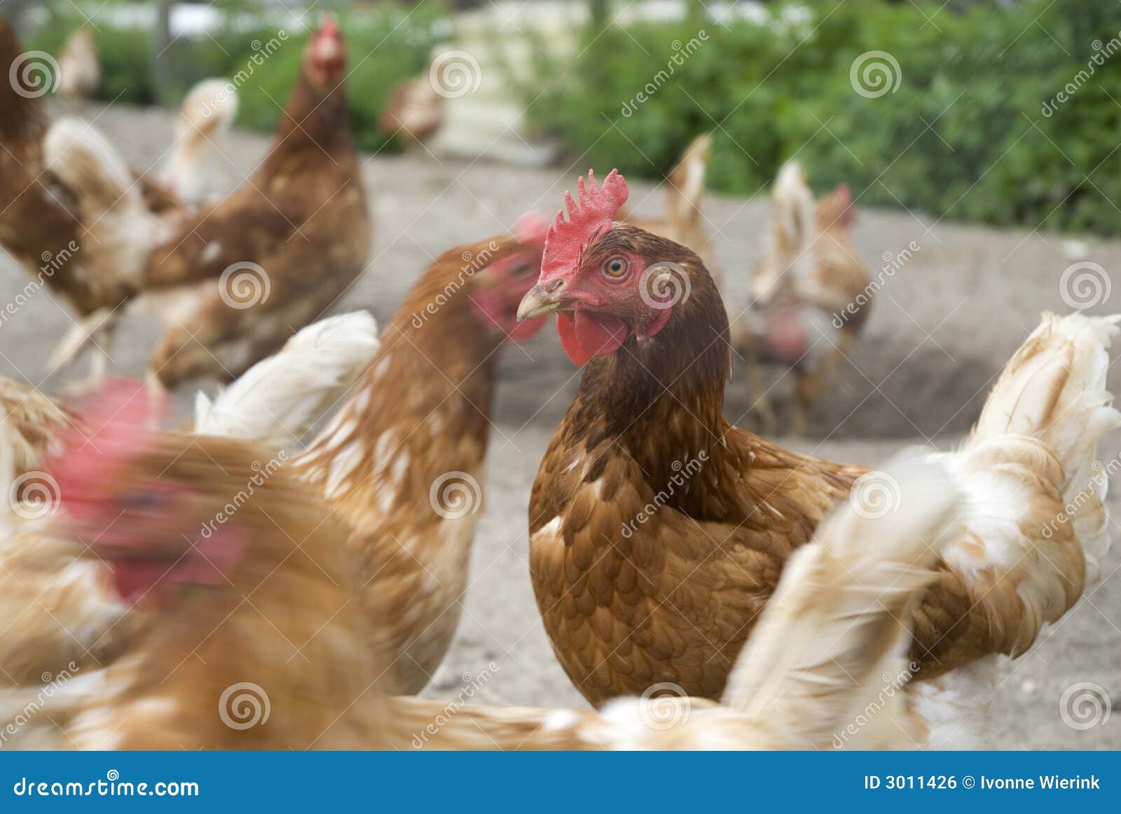 Many chickens on the farm stock photo. Image of animals - 3011426