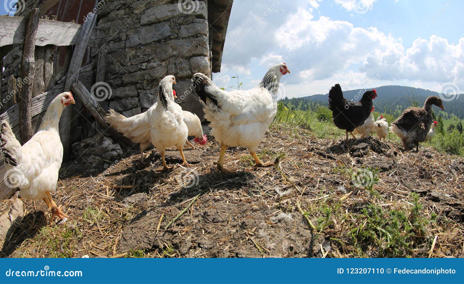 Many chickens and hens stock photo. Image of scene, poultry - 123207110