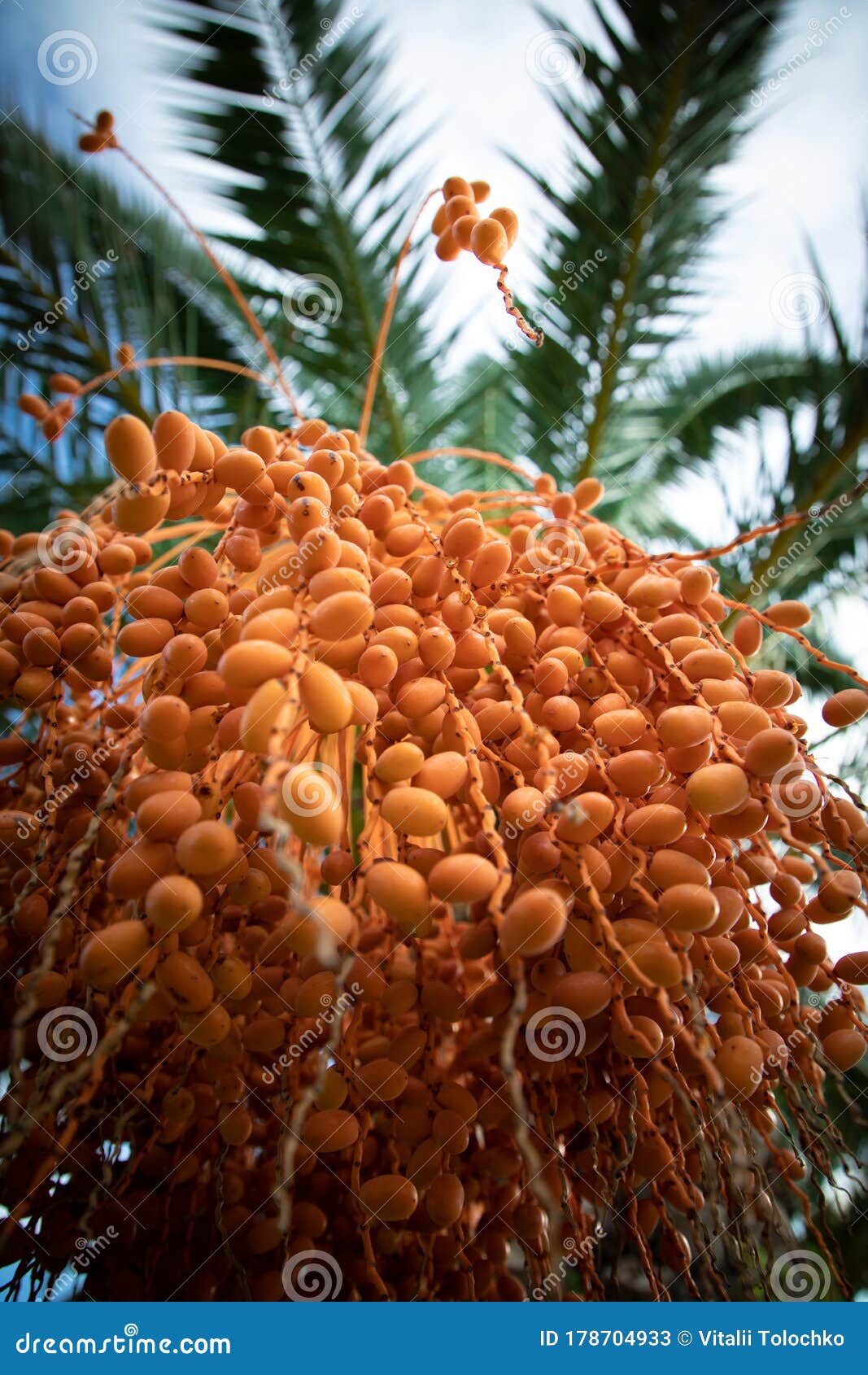 Orange dates on a branch stock image. Image of grilled - 178704933
