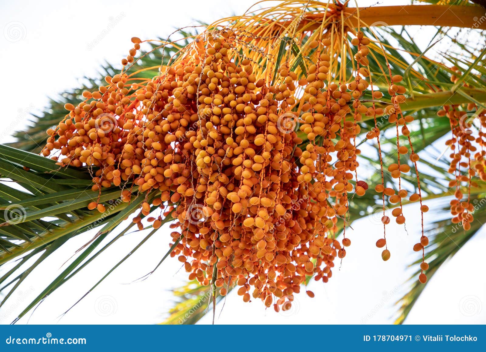 Orange Wild Dates on a Palm Stock Image - Image of meat, color: 178704971