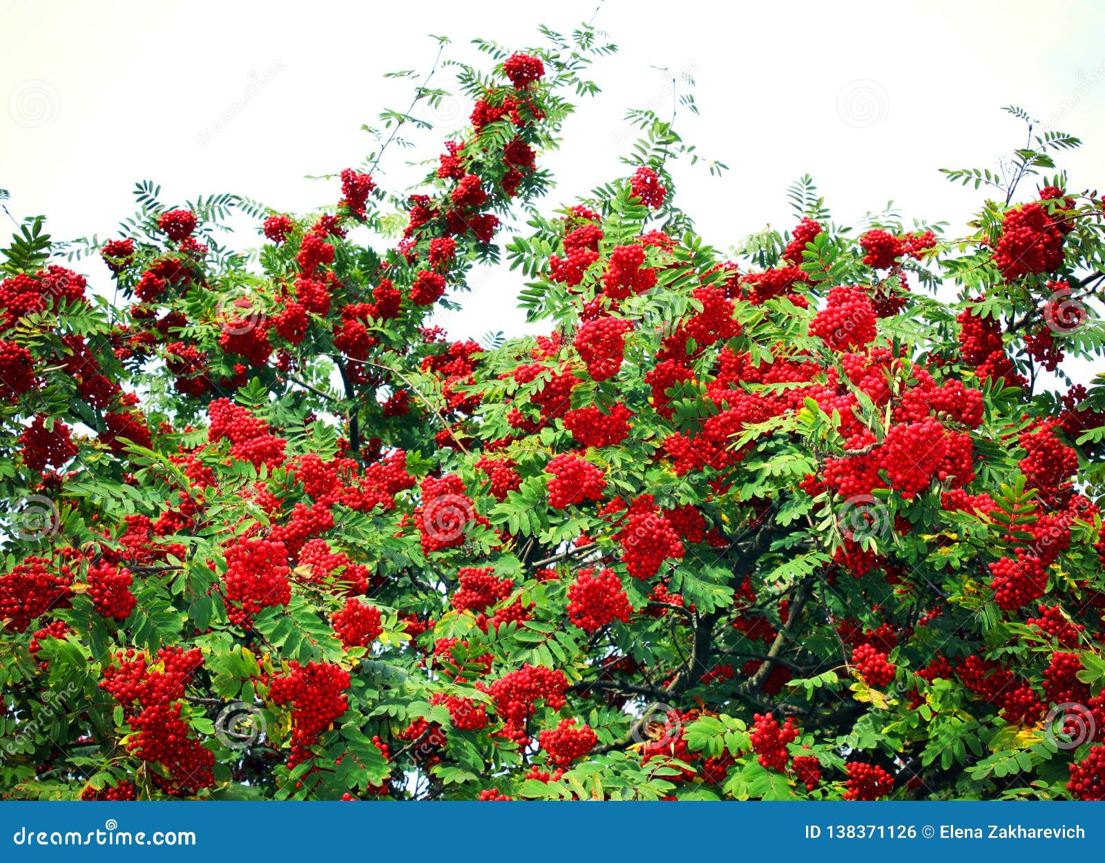 Many clusters of red rowan stock photo. Image of fruitful - 138371126