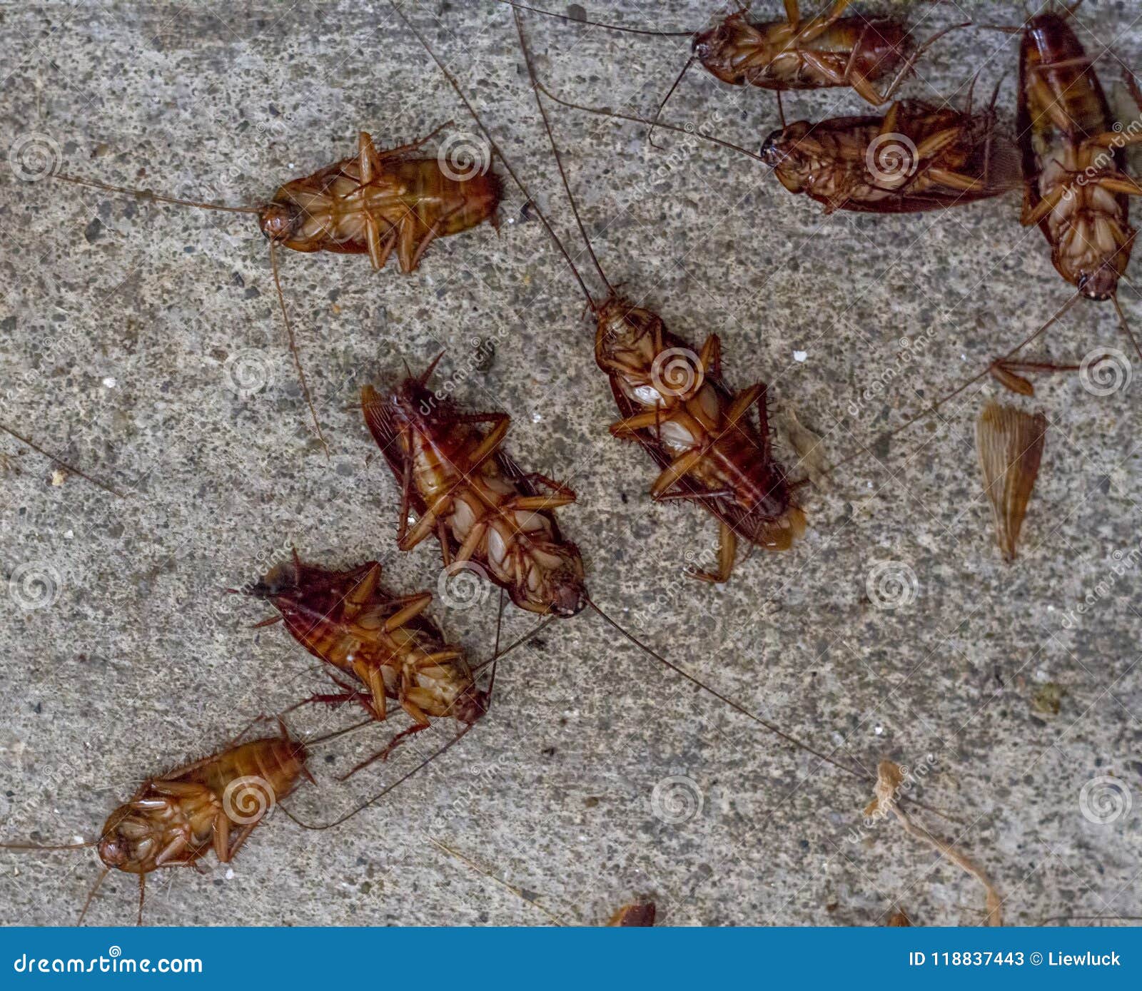 Many cockroach die stock image. Image of cockroach, dead - 118837443
