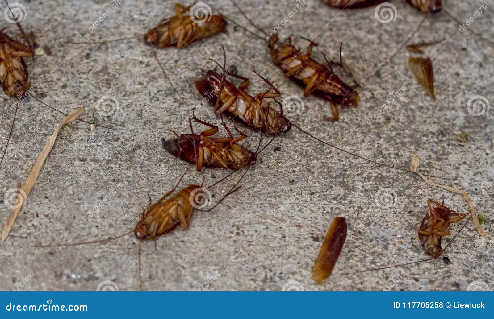 Many cockroach die stock photo. Image of animal, brown - 117705258