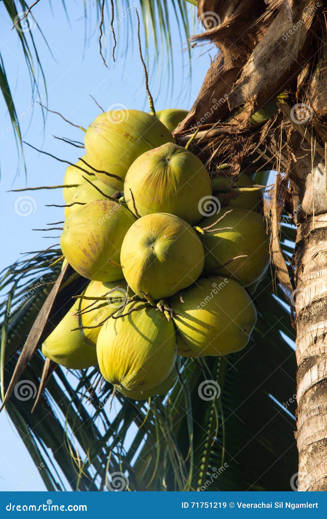 Many coconuts stock image. Image of asian, nutrition - 71751219