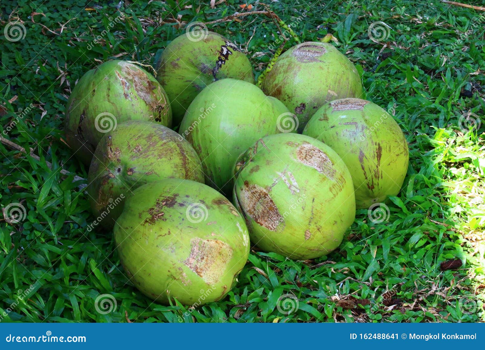Many coconuts on the grass stock image. Image of leaves - 162488641